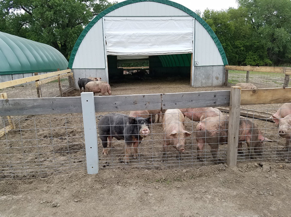 Livestock Swine | Sioux Steel Company